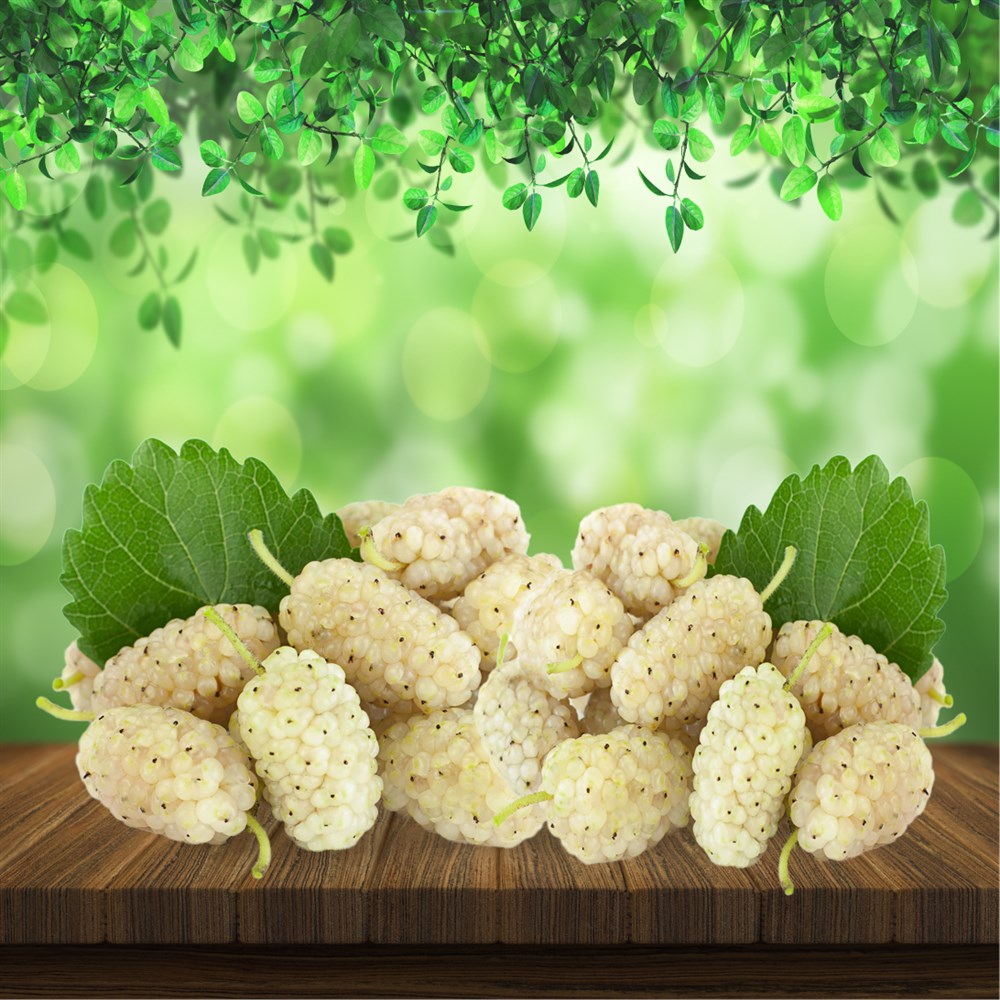 beyaz dut fidanı | Işık Bandırma Bahçe Marketi